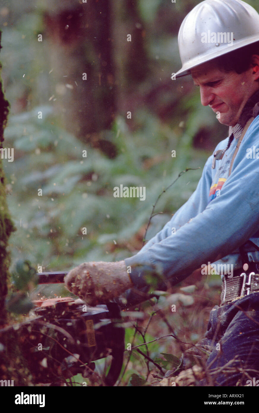 logger felling tree with chainsaw wood chips flying Oregon USA MR 122 ...