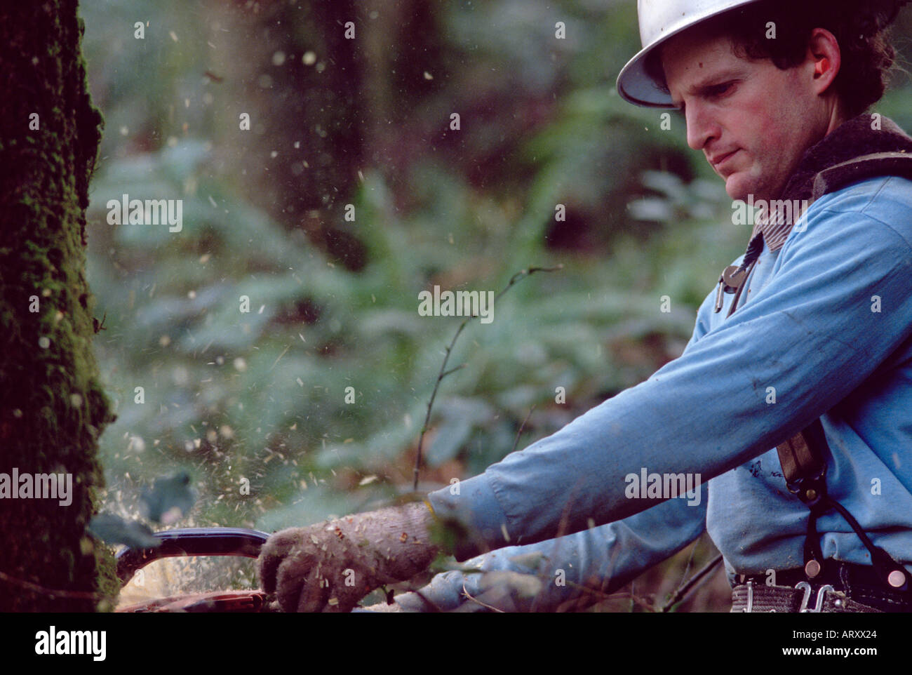 logger felling tree with chainsaw wood chips flying Oregon USA MR 122 ...