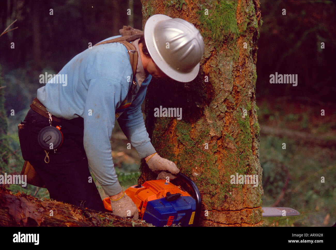 logger felling tree with chainsaw cutting wedge wood chips Oregon USA ...
