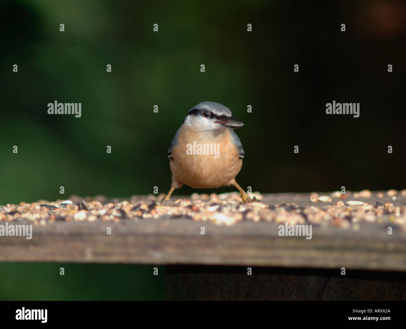 Species nuthatch hi-res stock photography and images - Alamy