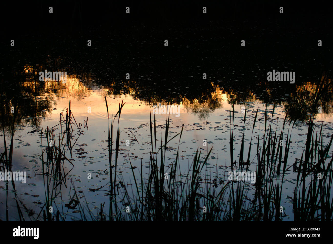 Reflections In A Pond & The Upright Silhouetted Shapes Of Leaves ...