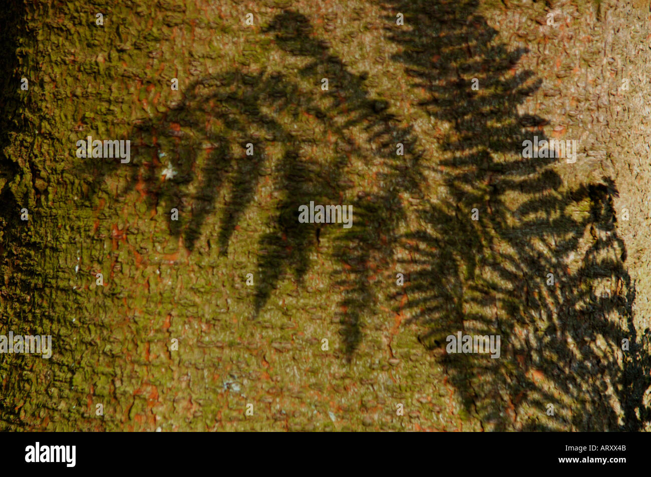 Fern Leaves Casting Their Shadows, Onto The Bark Of A Tree Trunk Stock ...