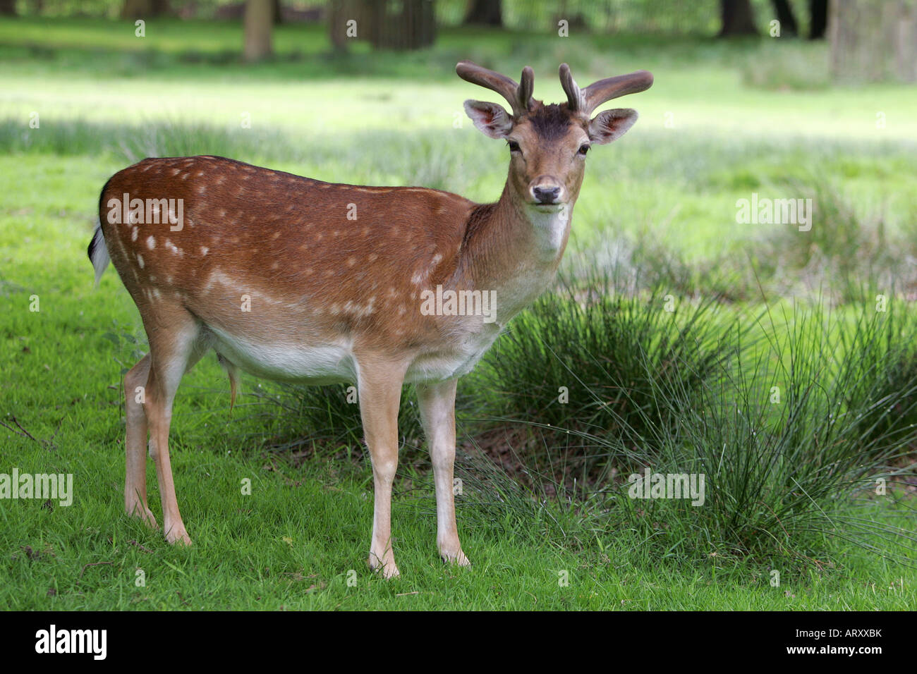 Deer herd animal mammal herbivores Stock Photo - Alamy