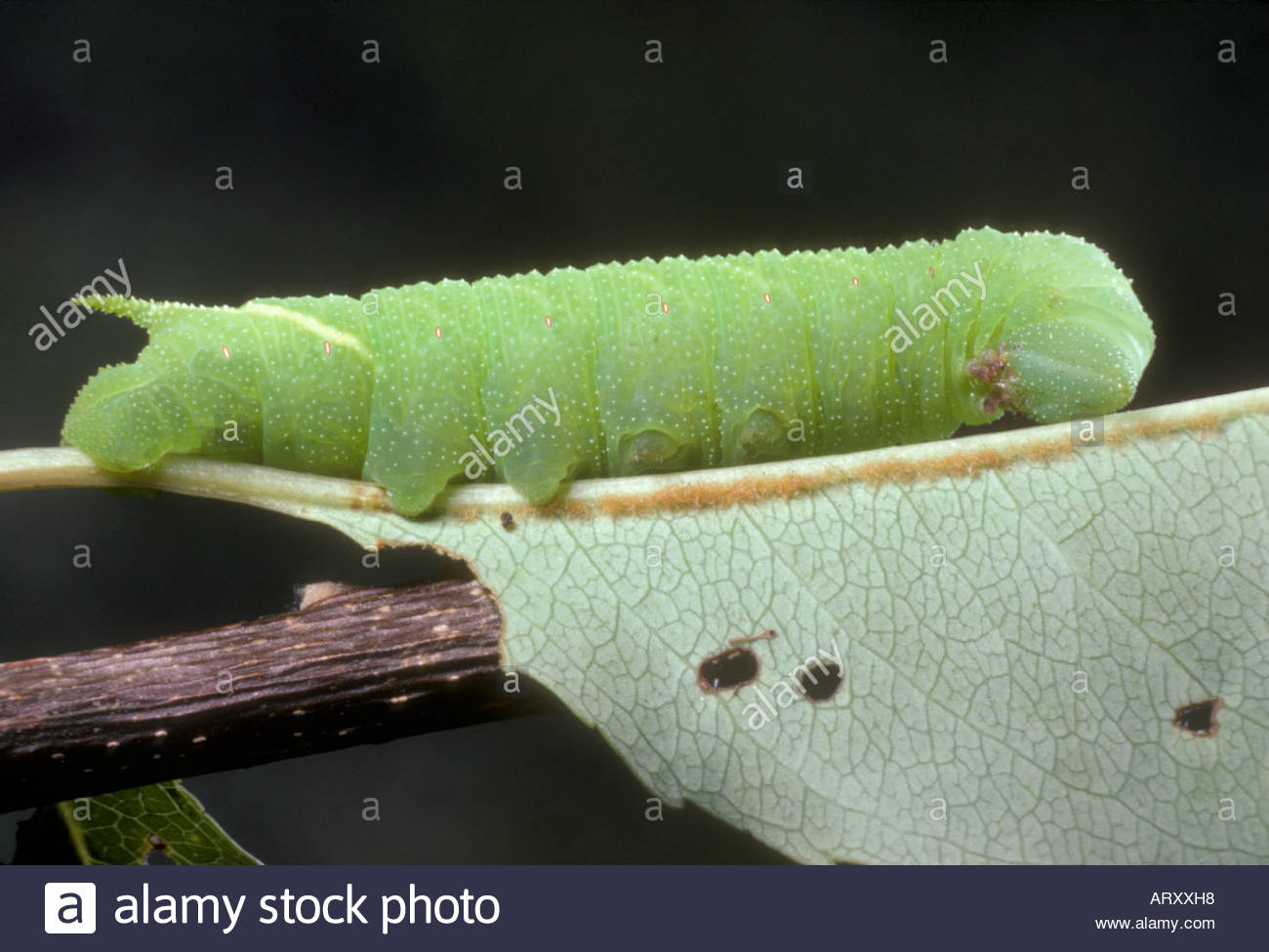 Spiracles Stock Photos & Spiracles Stock Images - Alamy