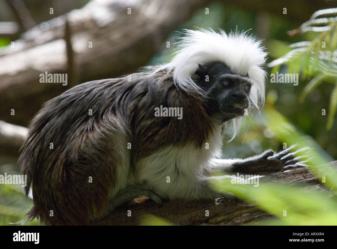 Cotton head tamarind monkey Stock Photo - Alamy