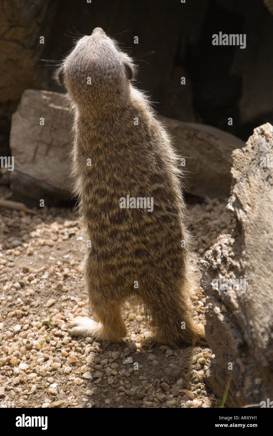 Edinburgh zoo meerkat hi-res stock photography and images - Alamy
