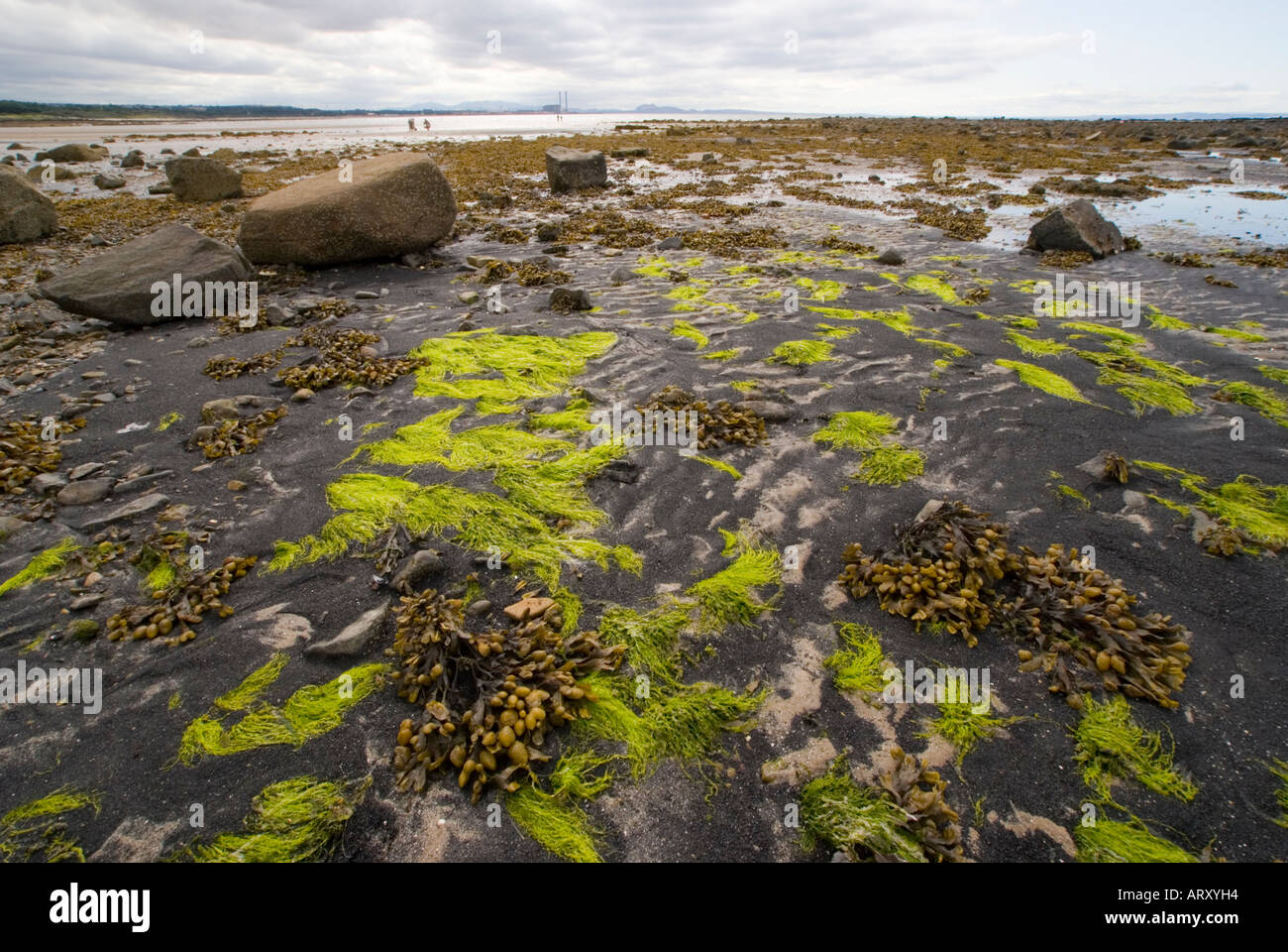Niddry Beach or Niddry Bents shore East Lothian Scotland looking out ...