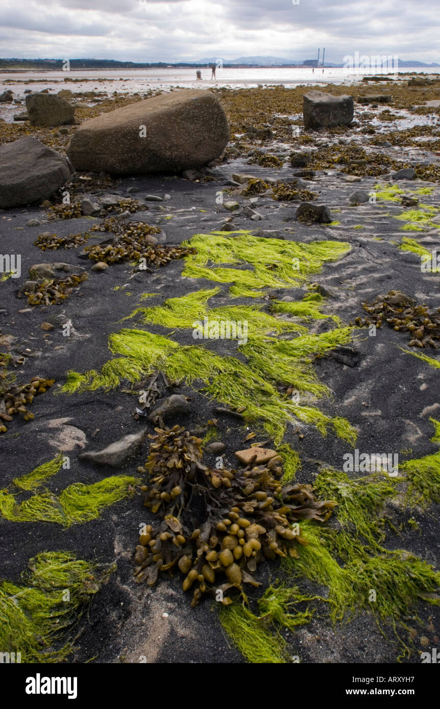 Niddry Beach or Niddry Bents shore East Lothian Scotland looking out ...