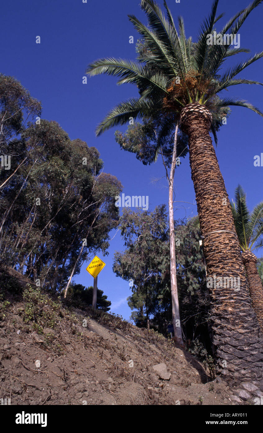 catalina island palm tree Stock Photo - Alamy
