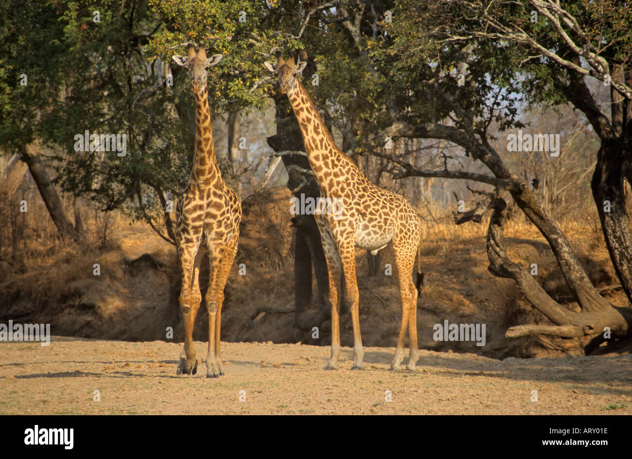 Thornicrofts hi-res stock photography and images - Alamy