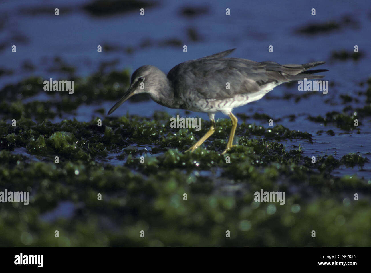 Ulili, wandering tattle, native migratory bird Stock Photo - Alamy