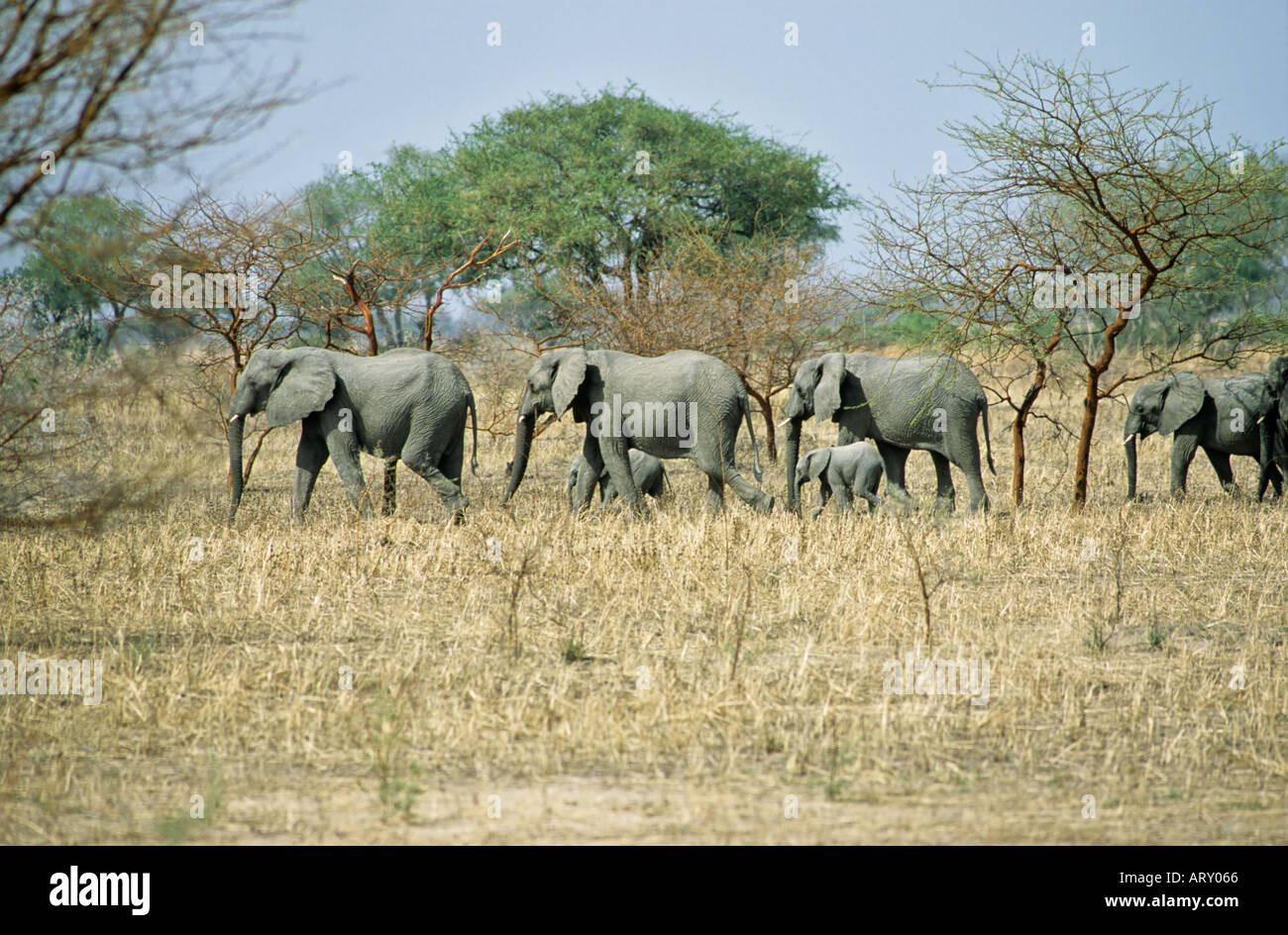 Waza africa hi-res stock photography and images - Alamy