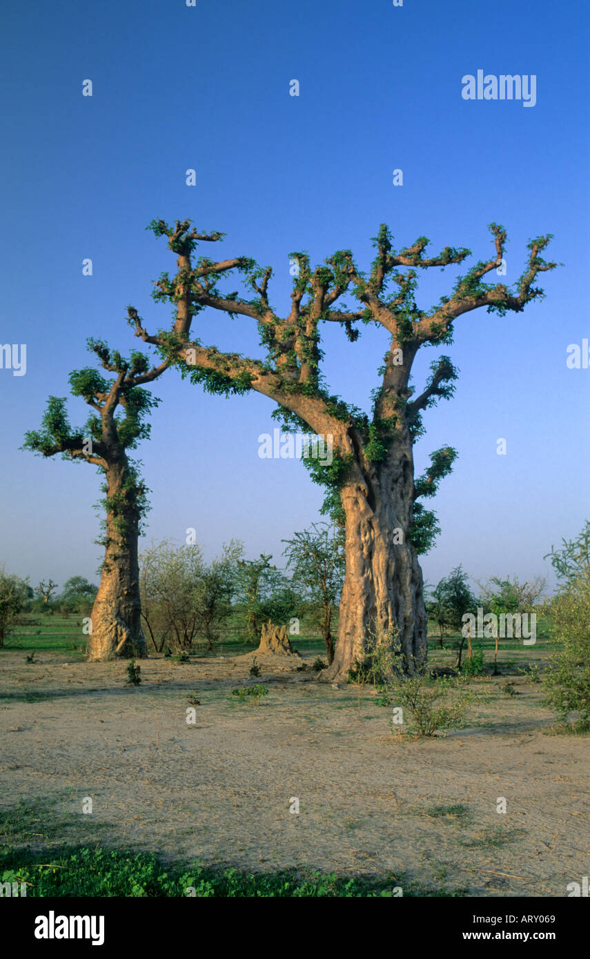 Tree northern nigeria hi-res stock photography and images - Alamy
