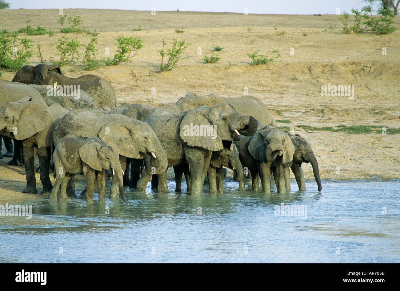Elephant, Waza National Park, Cameroon Stock Photo - Alamy