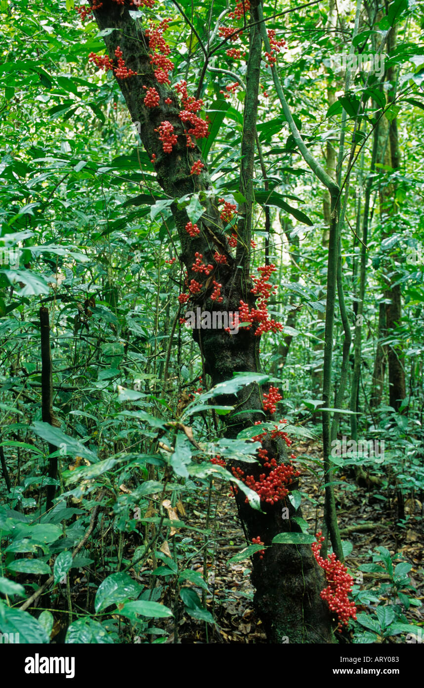 Fruiting tree in the rainforest, Korup National Park, Cameroon Stock ...