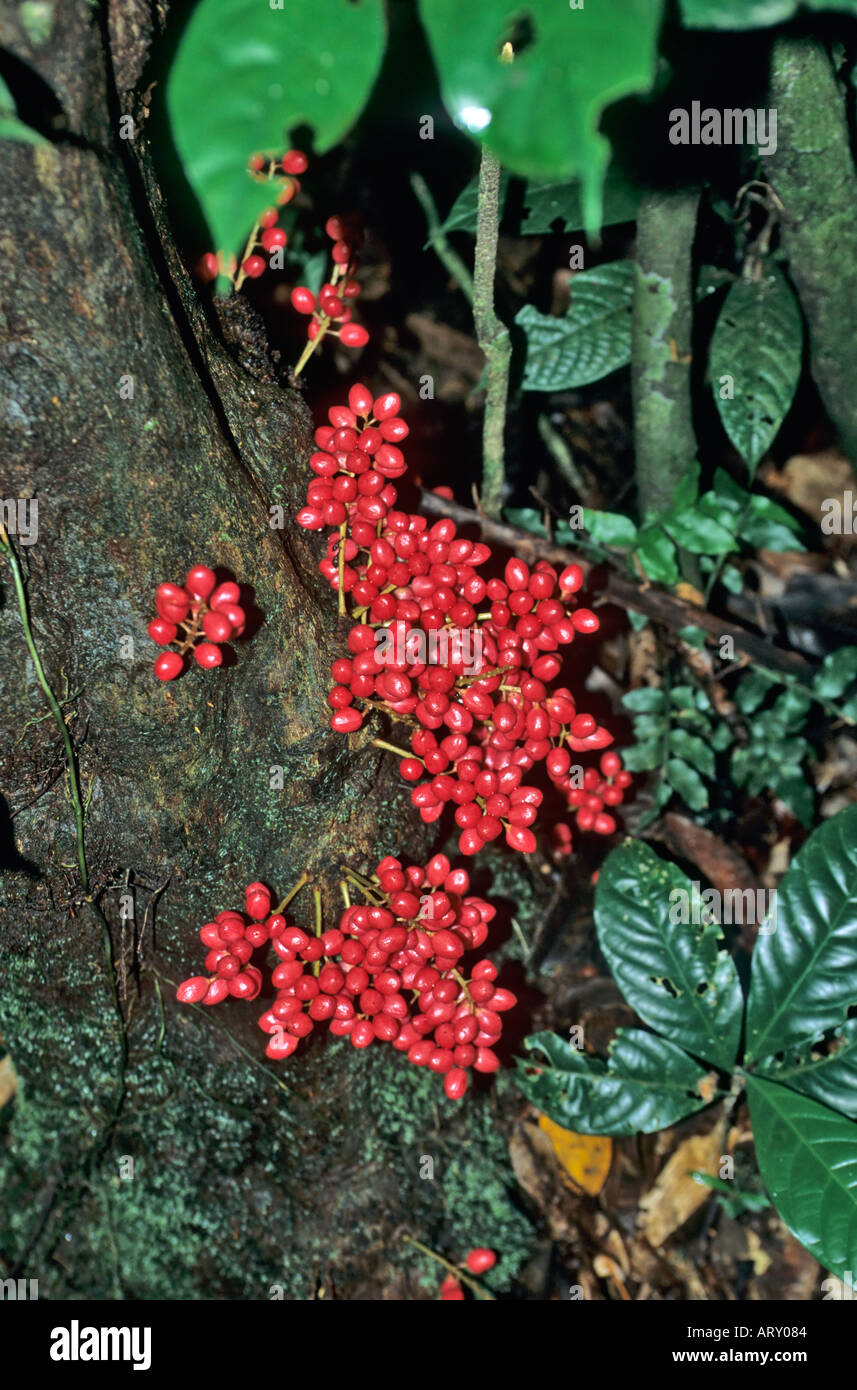 Fruiting tree in the rainforest, Korup National Park, Cameroon Stock ...
