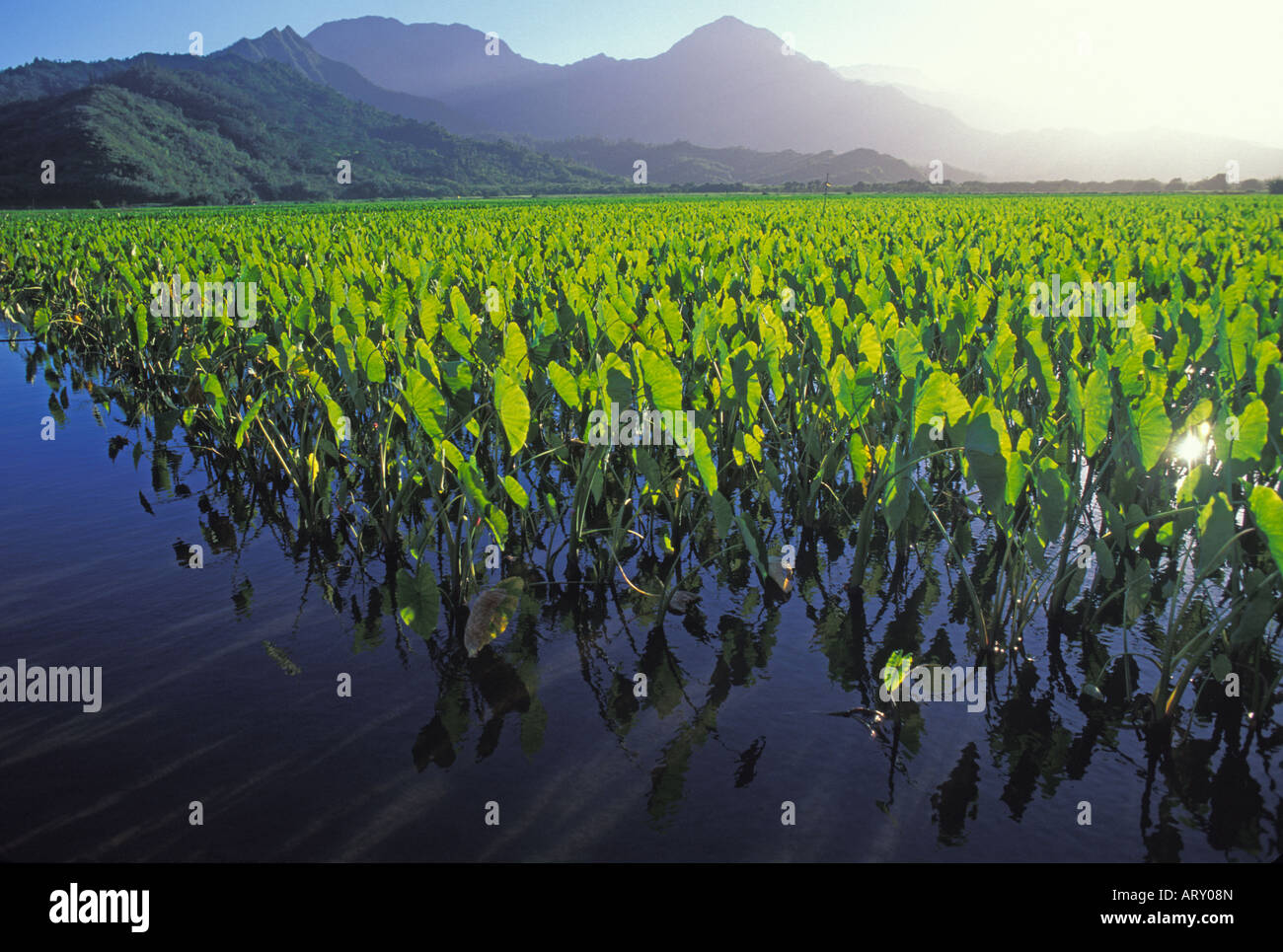 Hanalei National Wildlife Sanctuary with taro, loi ponds and mountains ...