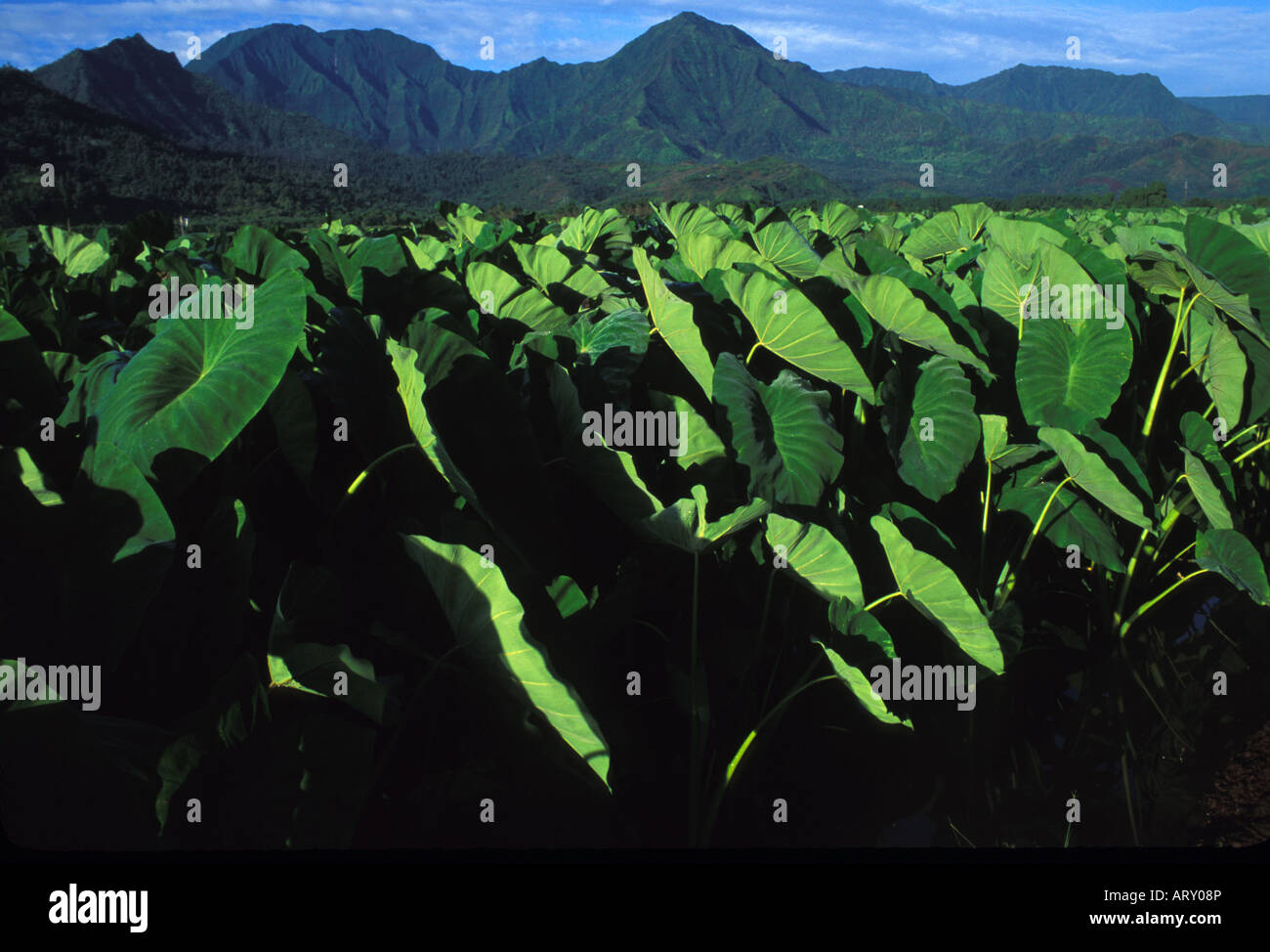 Hanalei National Wildlife Sanctuary with taro, loi ponds and mountains ...