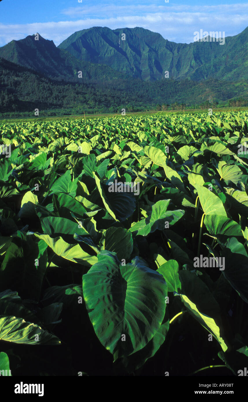 Hanalei National Wildlife Sanctuary with taro, loi ponds and mountains ...