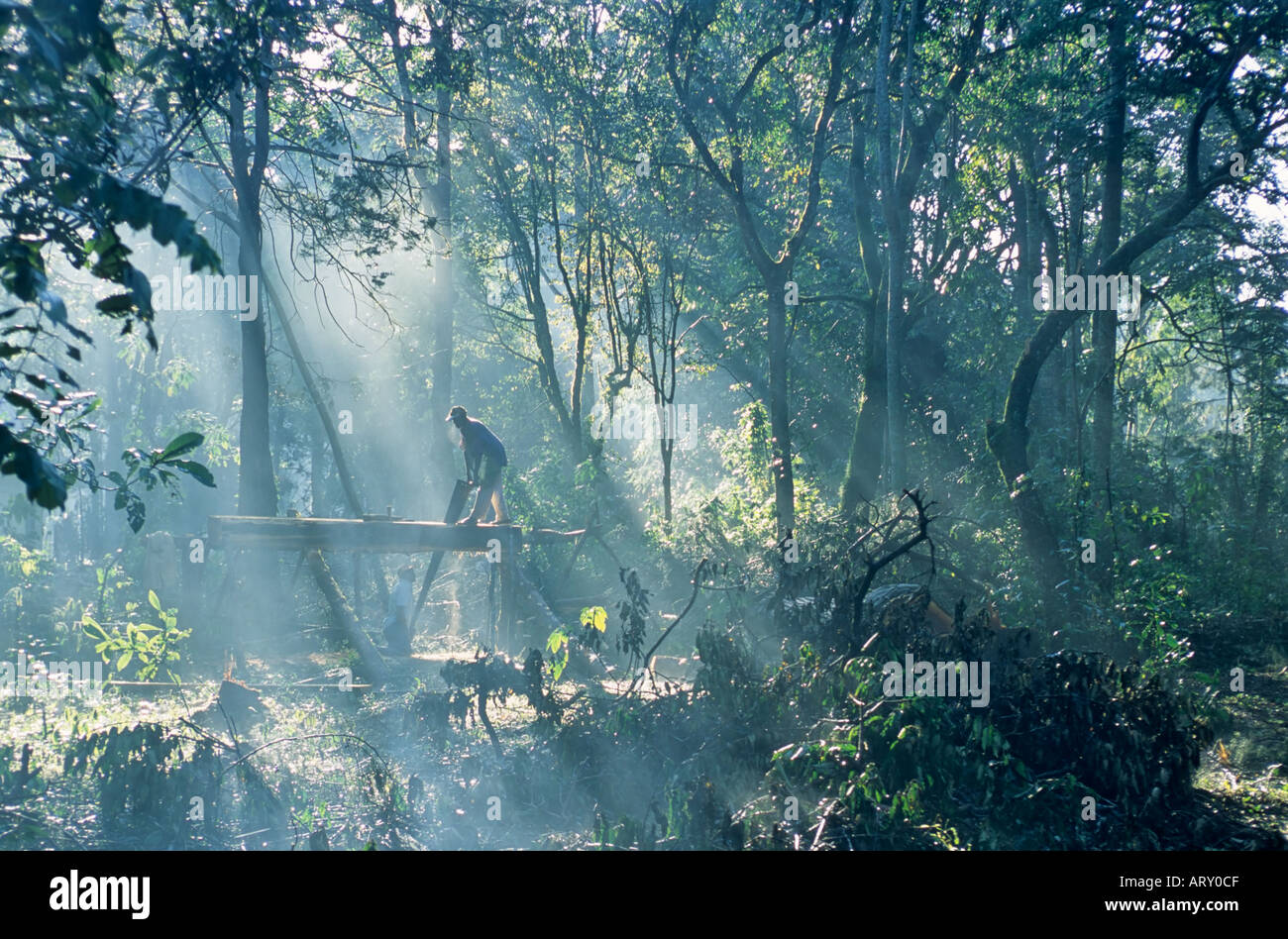Woodcutters, Kakamega Forest National Reserve, Kenya Stock Photo - Alamy