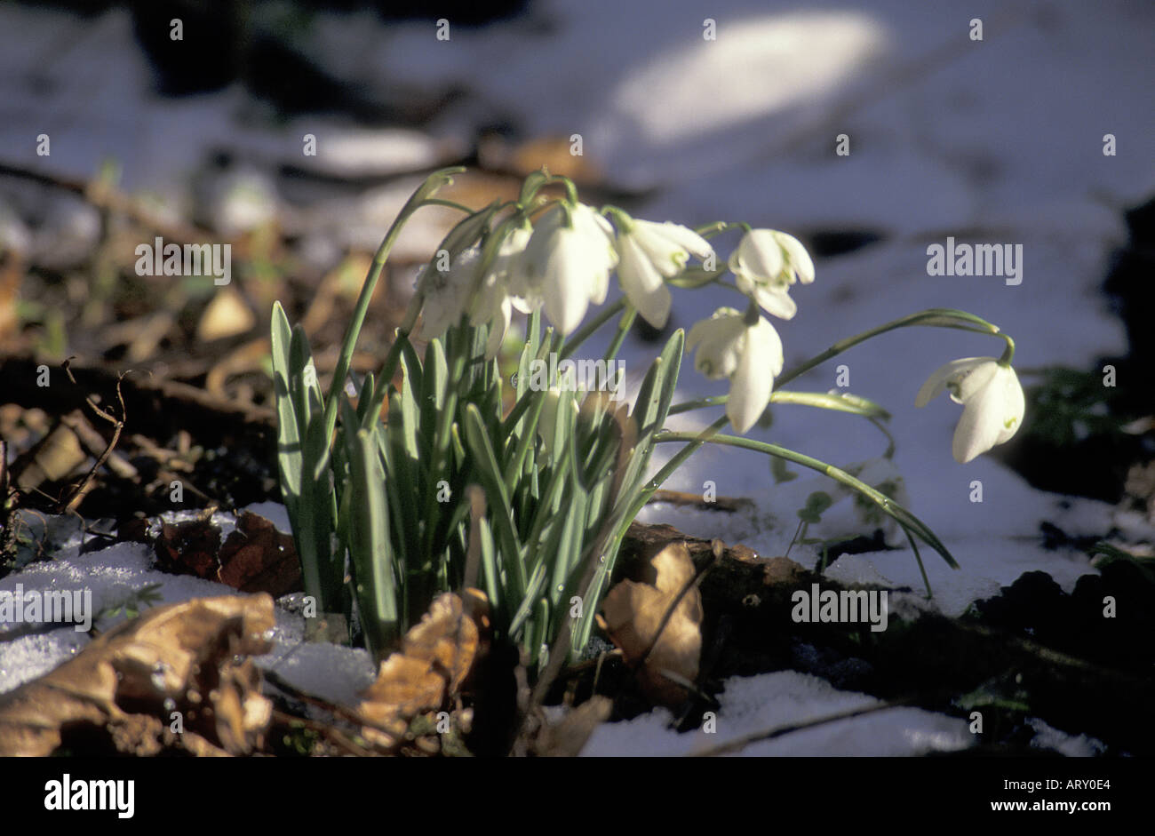 Snowdrops in snow Stock Photo - Alamy