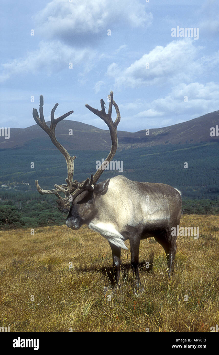 Lapp reindeer hi-res stock photography and images - Alamy