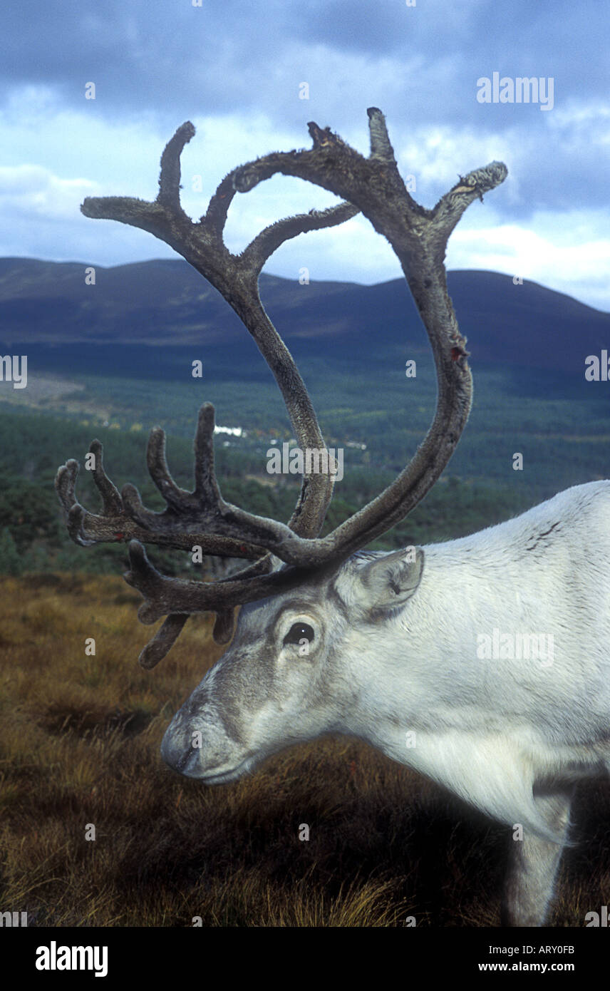Lapp reindeer hi-res stock photography and images - Alamy
