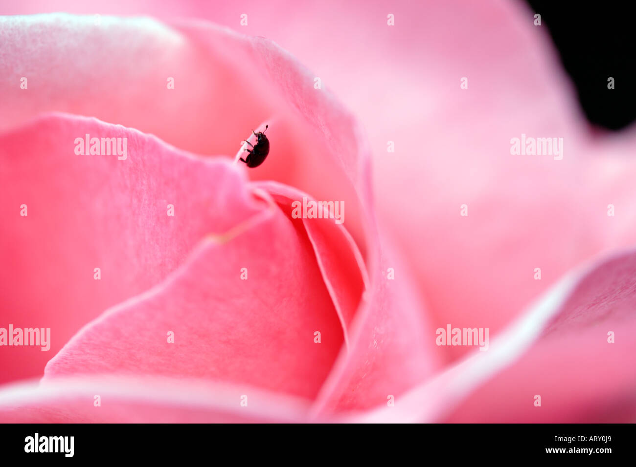 Insect on rose Stock Photo - Alamy