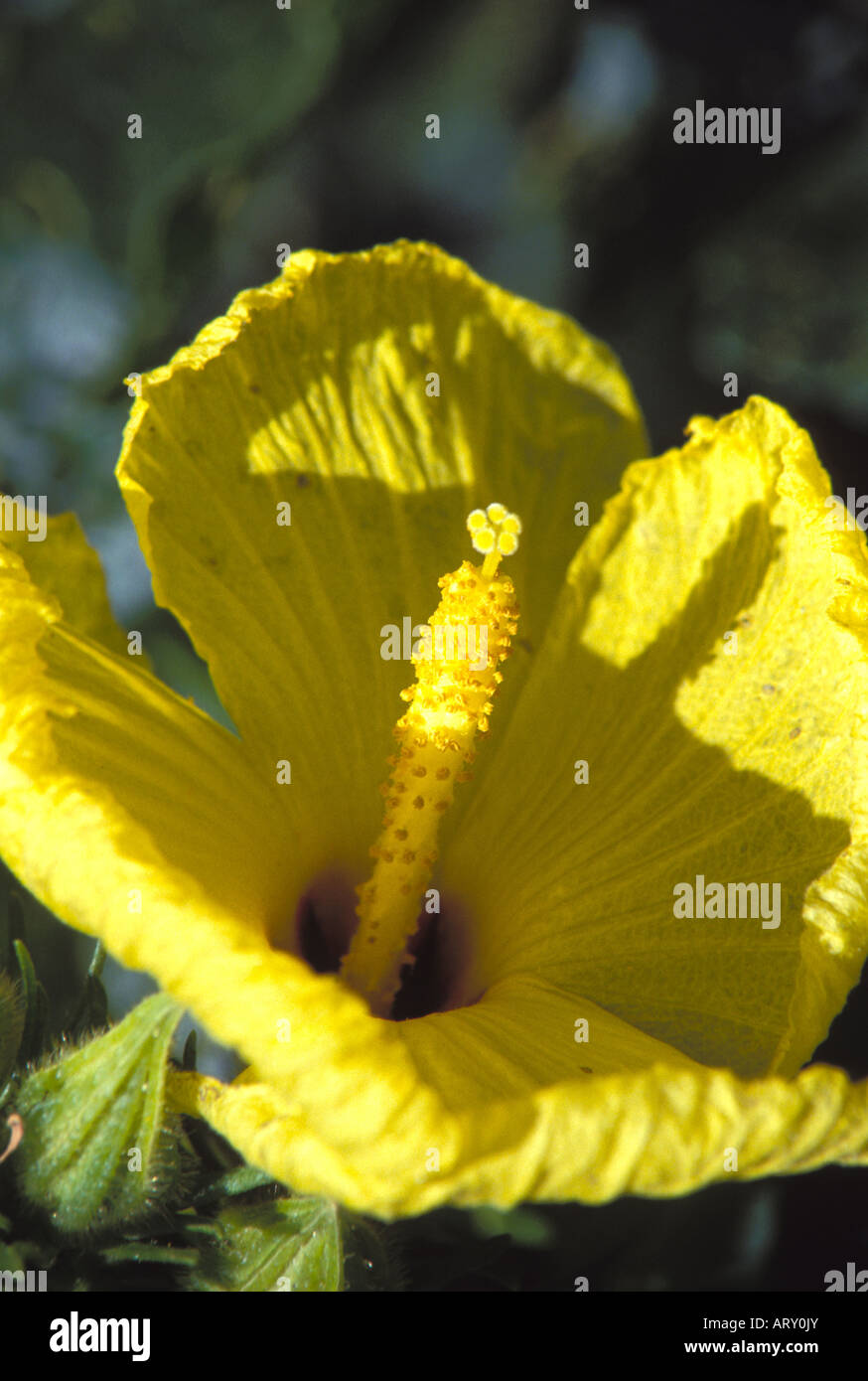 Hawaii's state flower, the native yellow hibiscus, a rare and ...