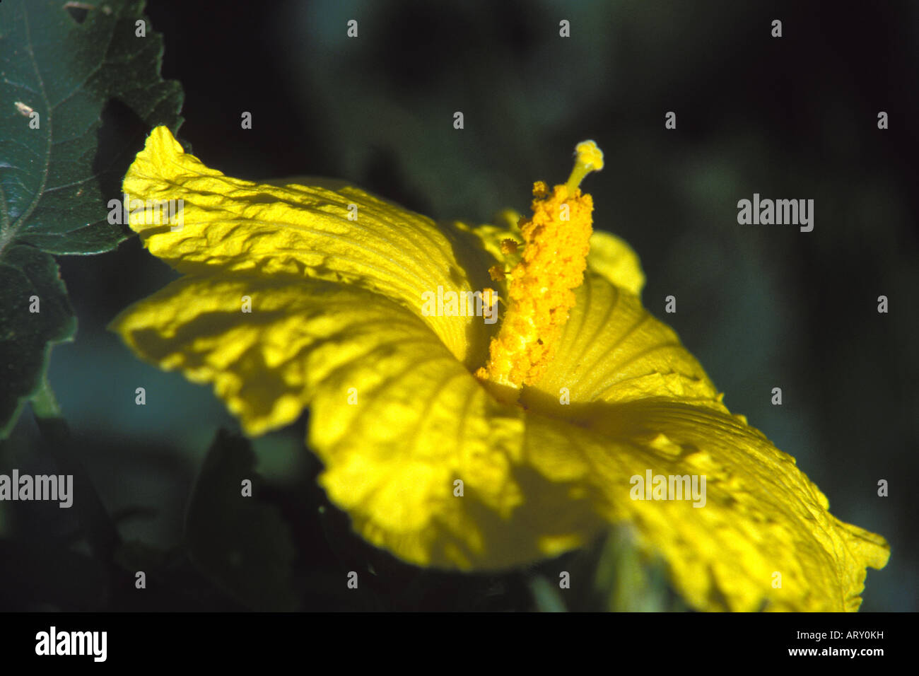 Hawaii's state flower, the native yellow hibiscus, a rare and ...