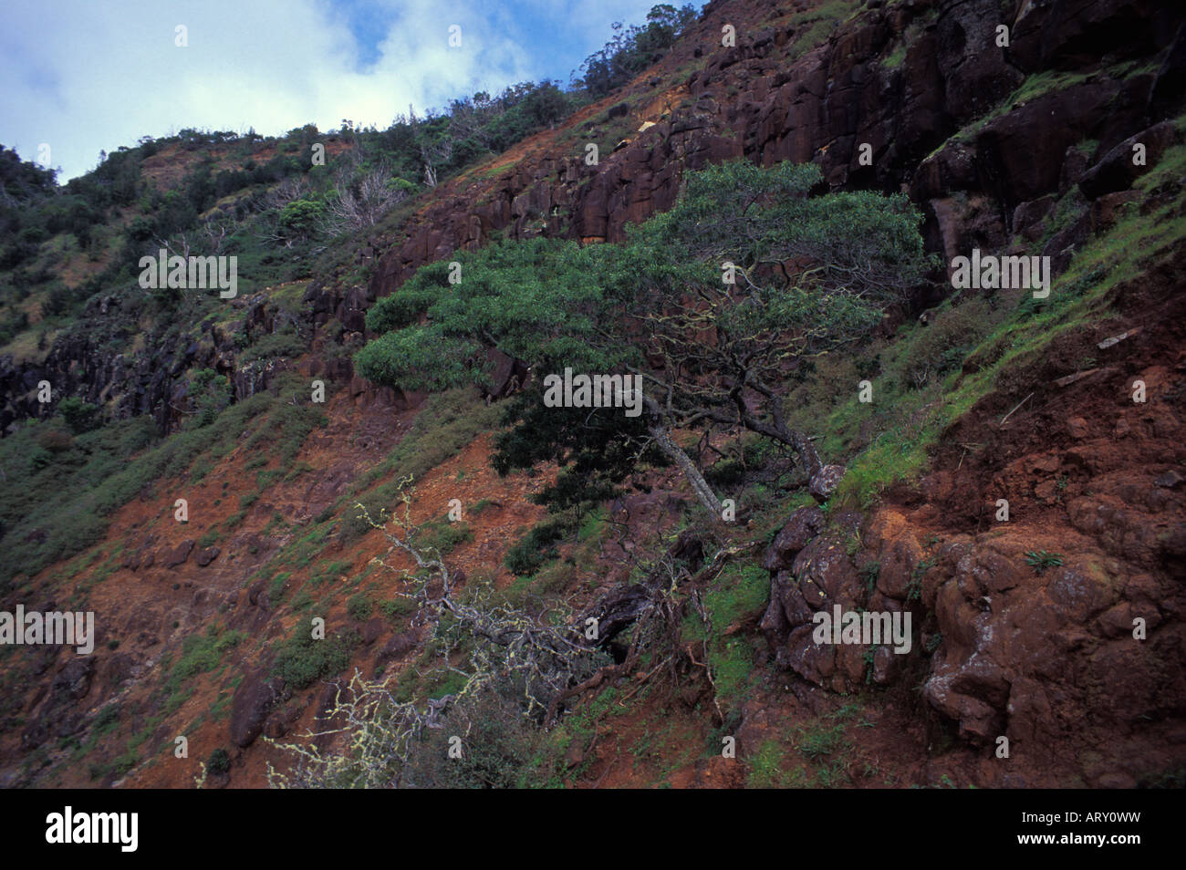 Koaie tree (Acacia koaia) growing on rim of Waimea Canyon. Dense wood ...