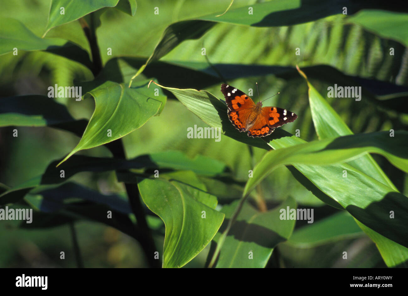 Kamehameha butterfly, an endemic species, one of only two native ...