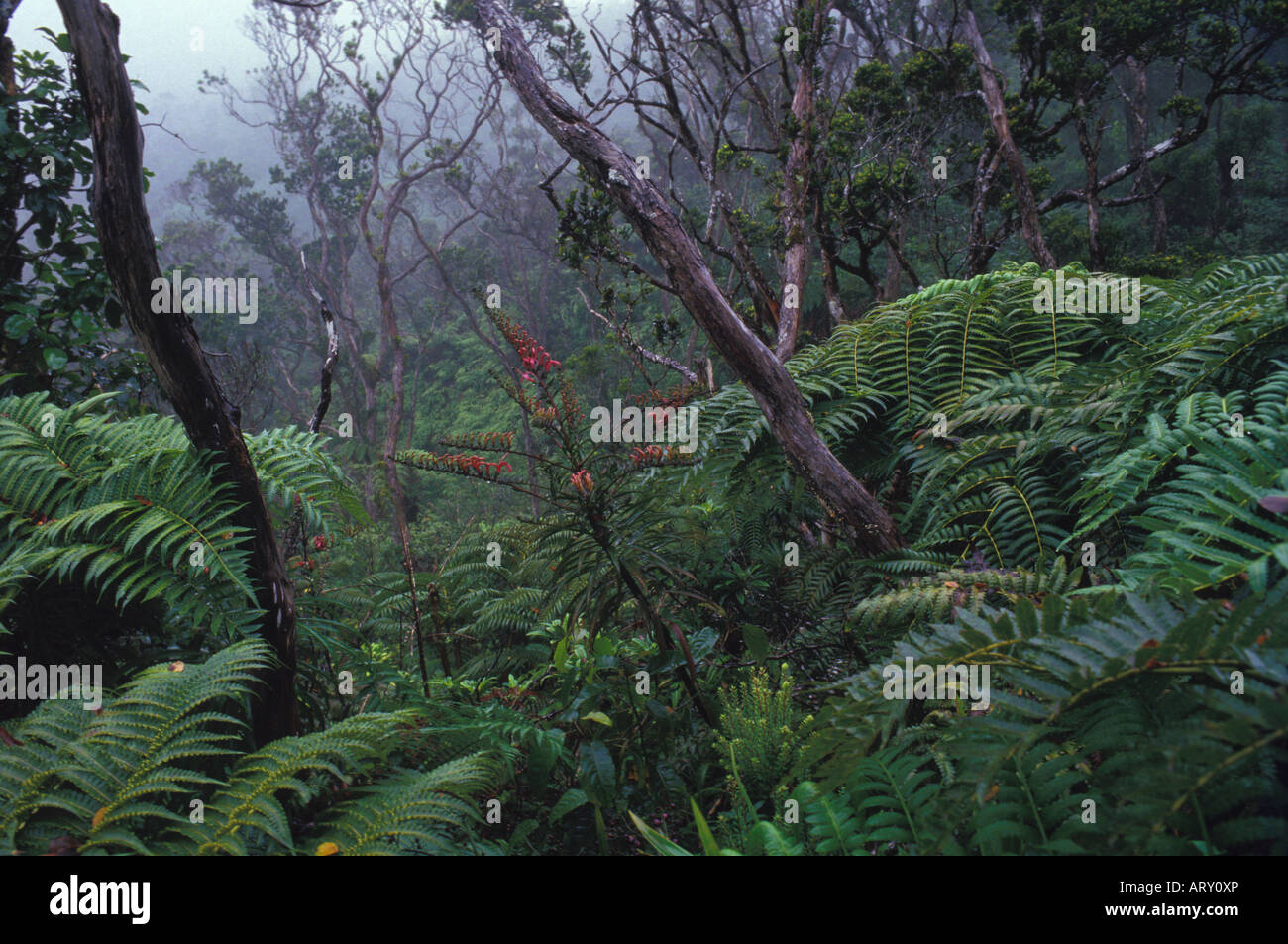 Kolii (Trematolobelia kauaiensis) native rainforest along Pihea Trail ...