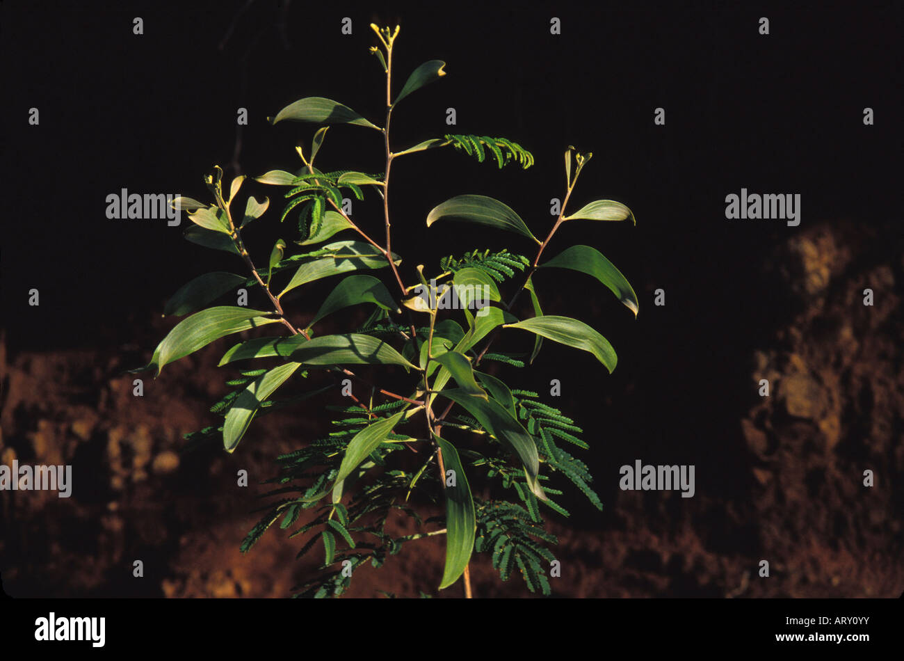 juvenile koa shows its compound leaves typical of seedlings, and ...