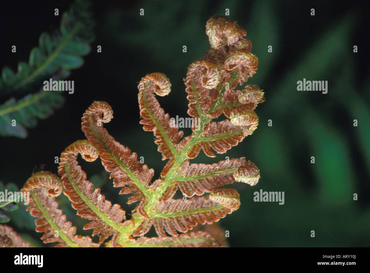 Young leaf of amau (Sadleria sp.), an endemic Hawaiian tree fern Stock ...