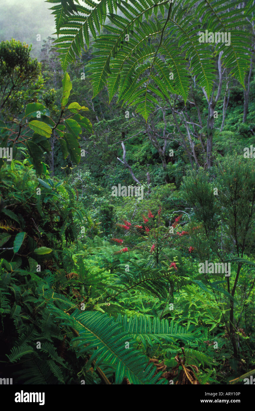 Kolii (Trematolobelia kauaiensis) in pristine native rainforest along ...