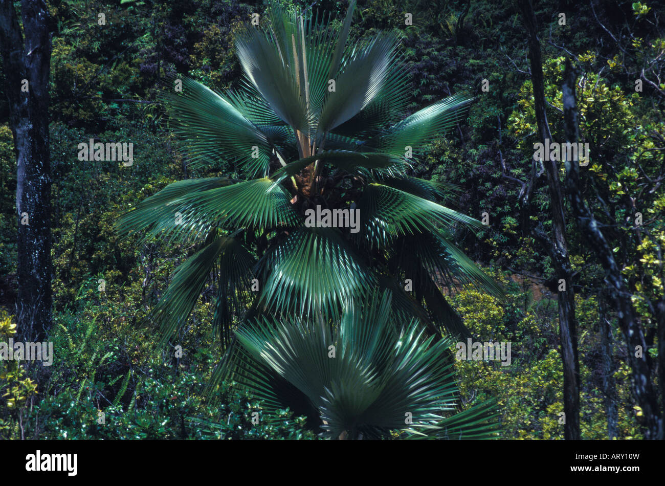 Endemic palm trees hi-res stock photography and images - Alamy