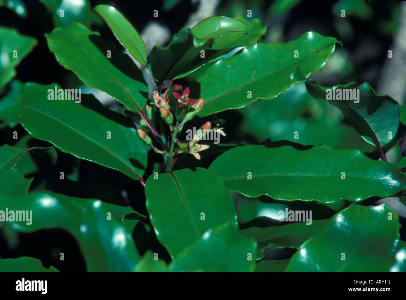 Iliahi, the native sandalwood (Santalum freycenitianum) is valued for ...