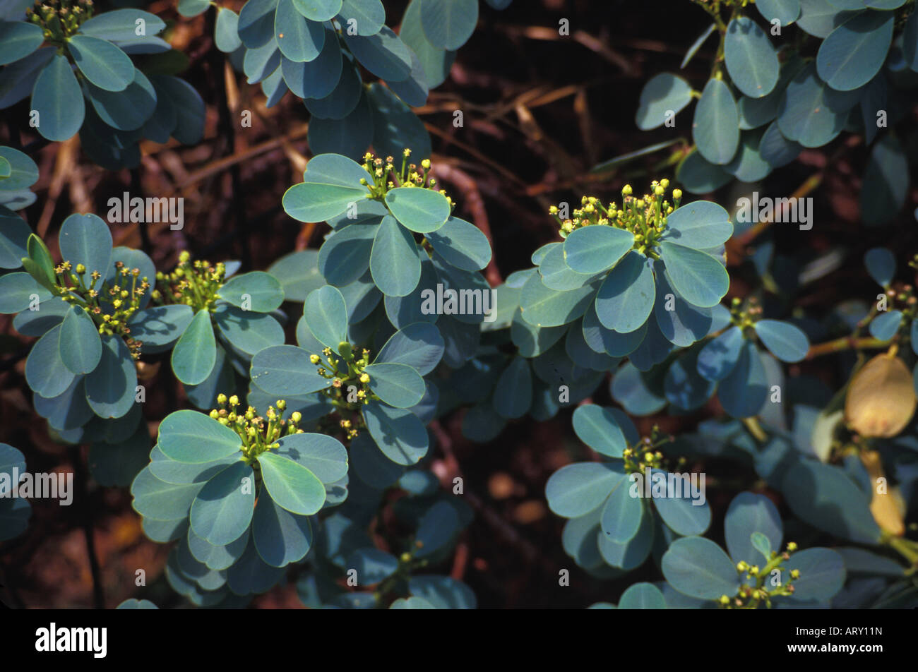 Akoko (Chamaesyce celastroides) coastal shrub, milky sap (like other ...
