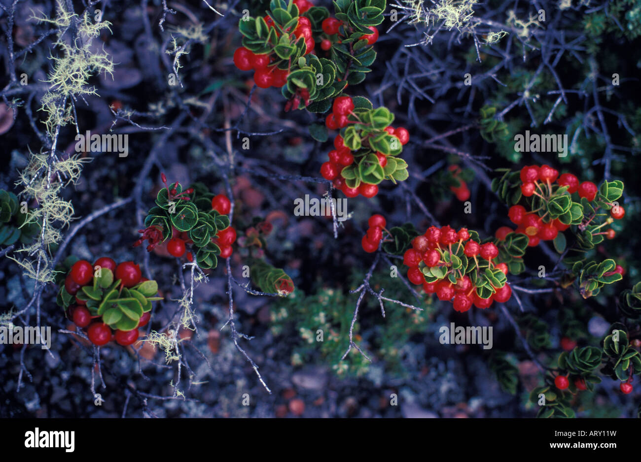 Ohelo berries (Vaccinium reticulatum) were used medicinally by ...