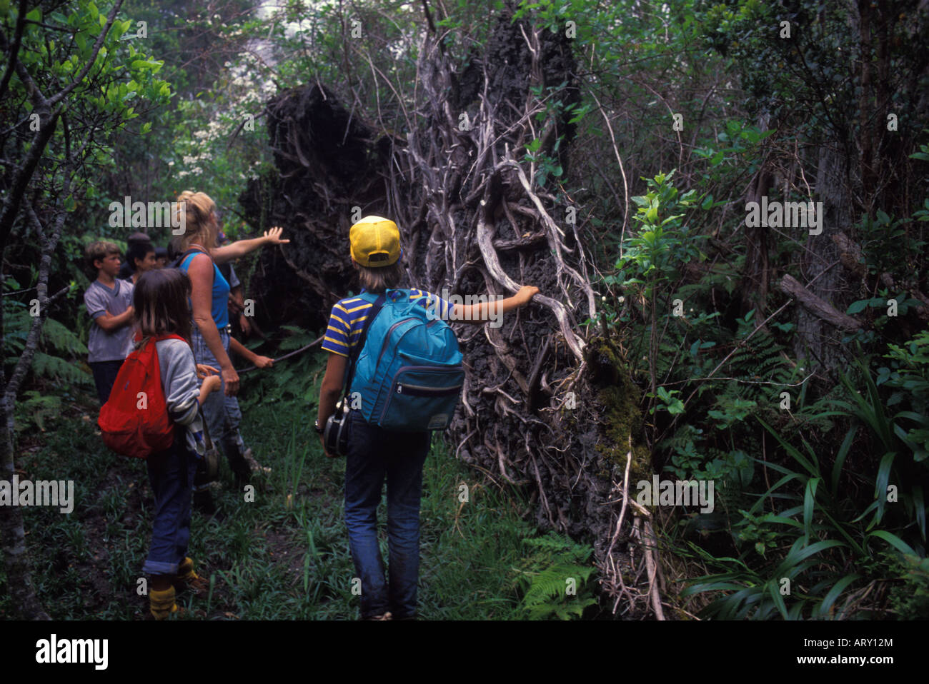 Hiking through native rain forest on the Alakai Swamp Trail, Kauai ...