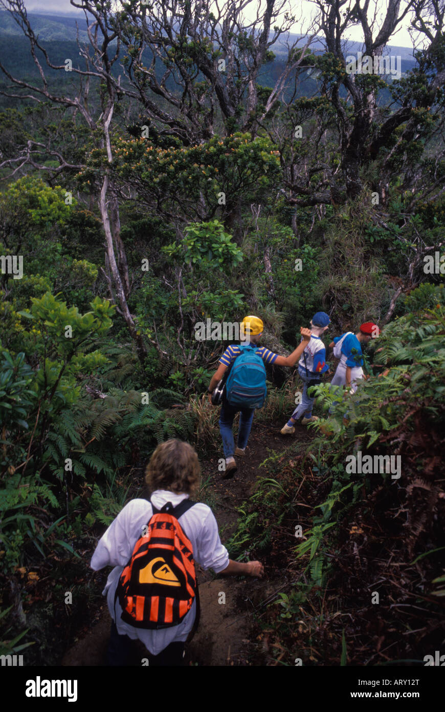 Hiking throguh native rainforest on the Pihea Trail, access to Alakai ...
