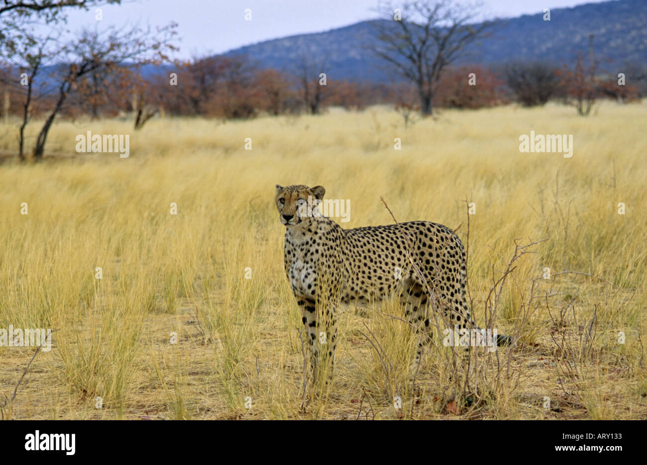 Otjitotongwe hi-res stock photography and images - Alamy