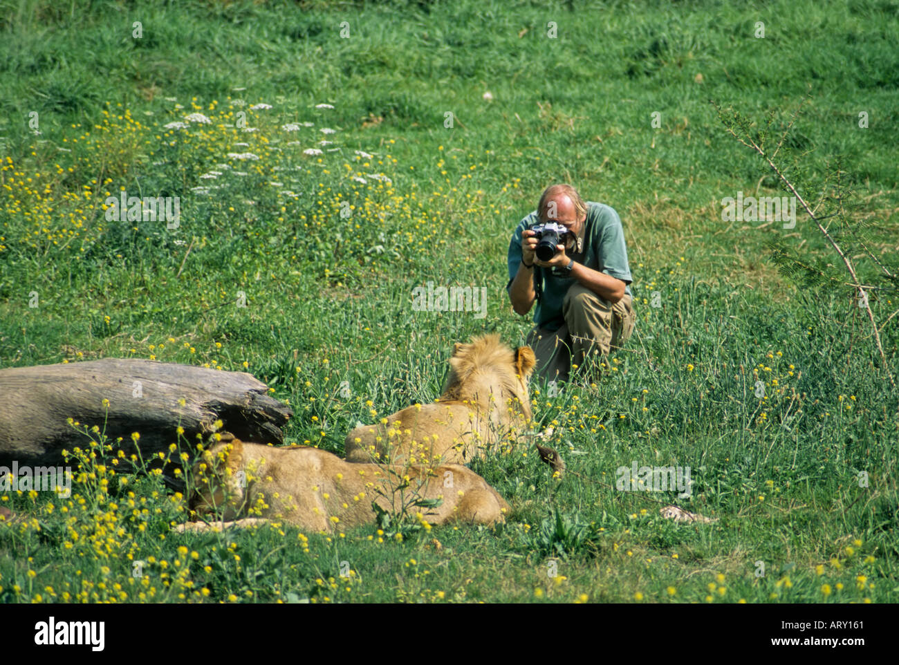 Lion and croc ranch hi-res stock photography and images - Alamy