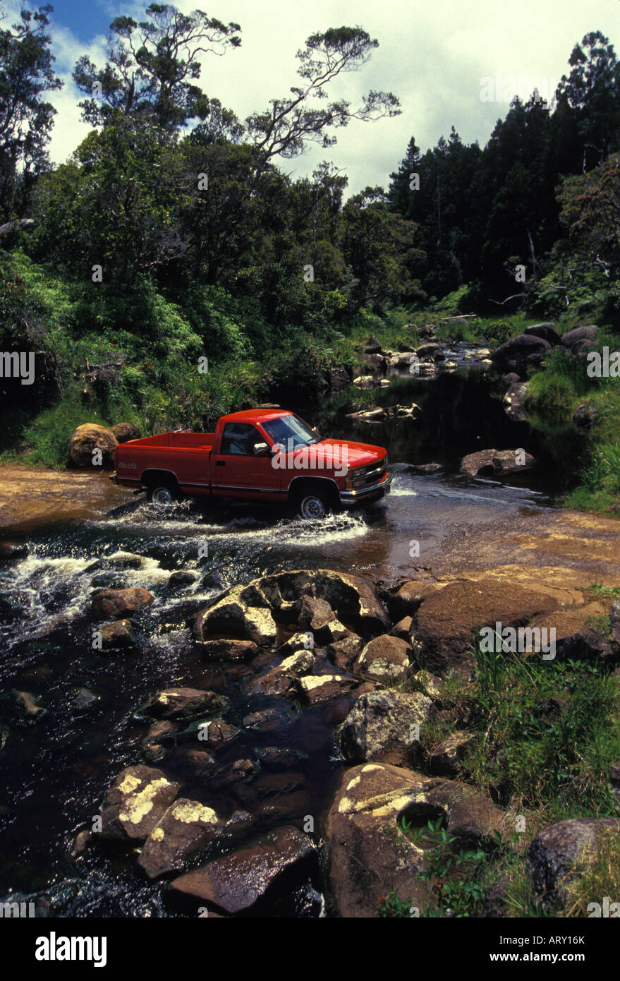 Kawaikoi Stream, at Sugi Grove, near Kokee State park. Adjacent to ...