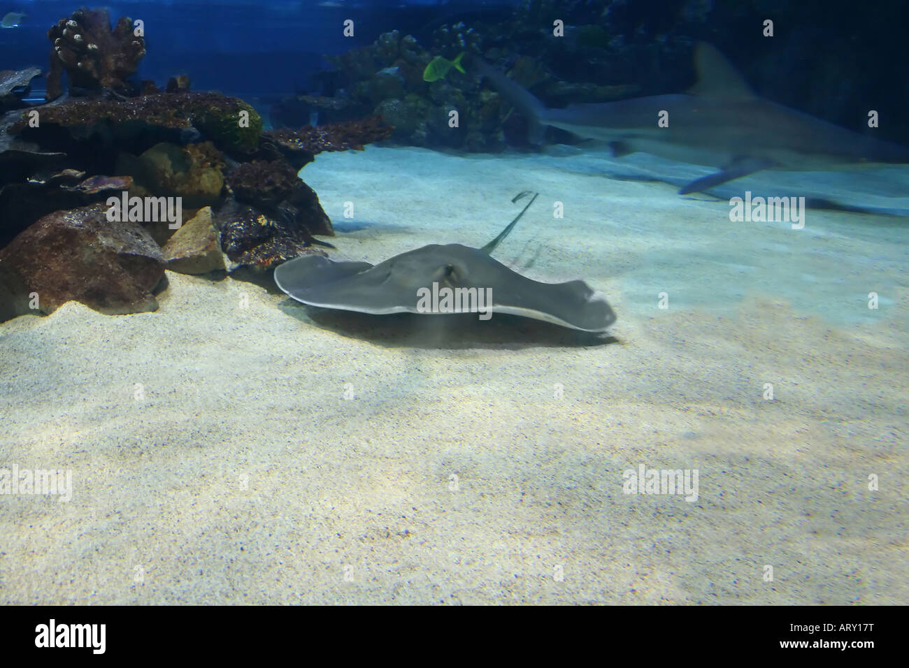 Manta hovering over the sand in pceans deep Stock Photo - Alamy