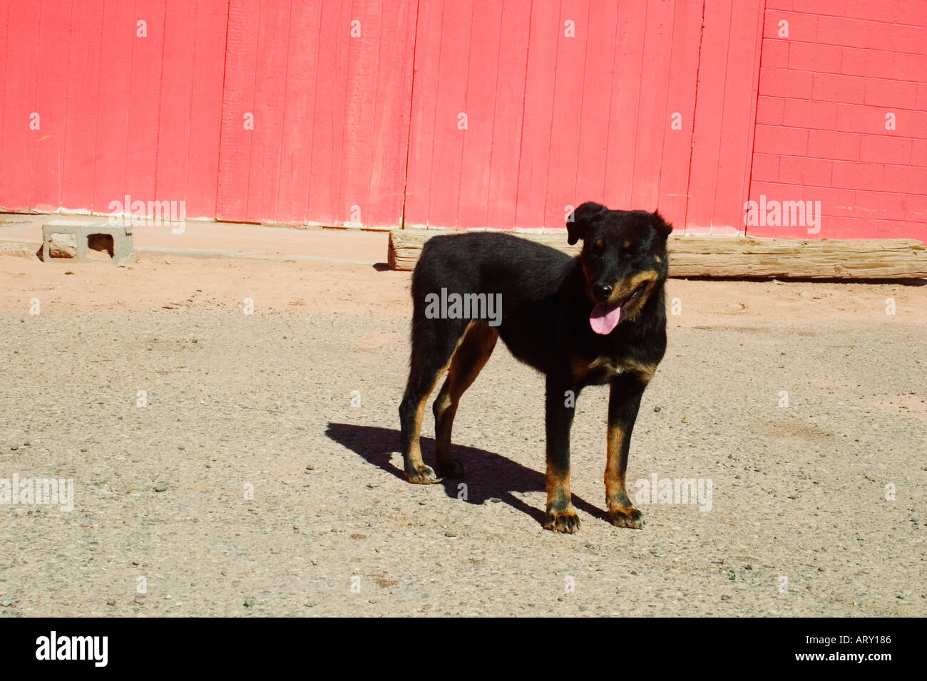 Navajo indian reservation animal hi-res stock photography and images ...