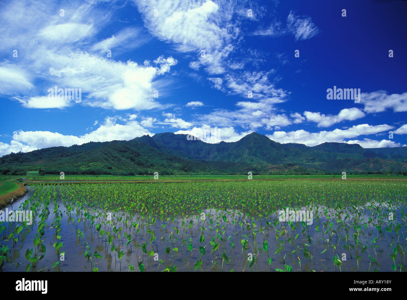 Hanalei Valley taro fields, young taro, Hanalei National Wildlife ...