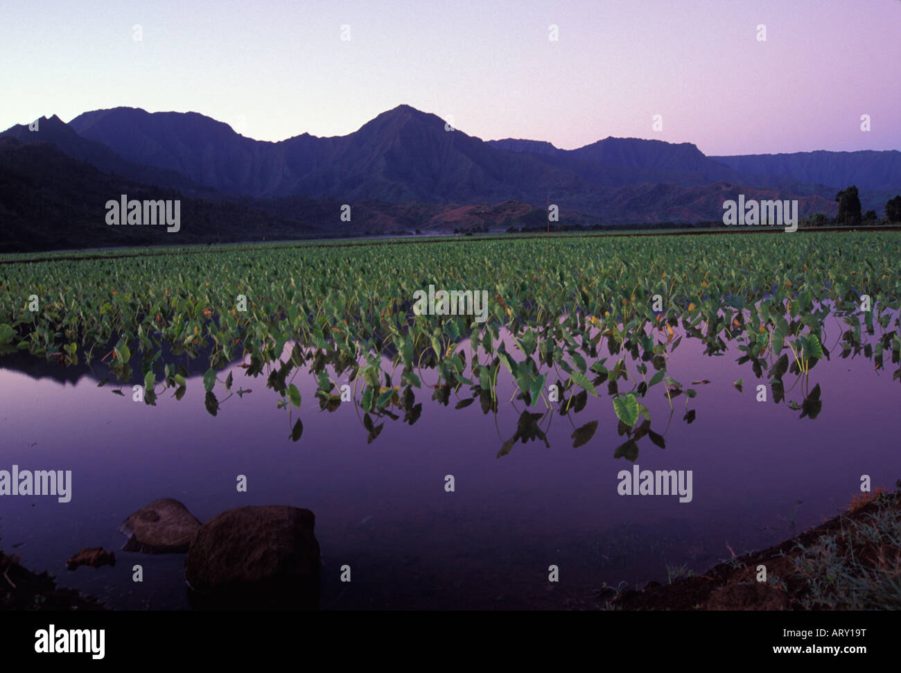 Hanalei Valley taro fields, young taro, Hanalei National Wildlife ...