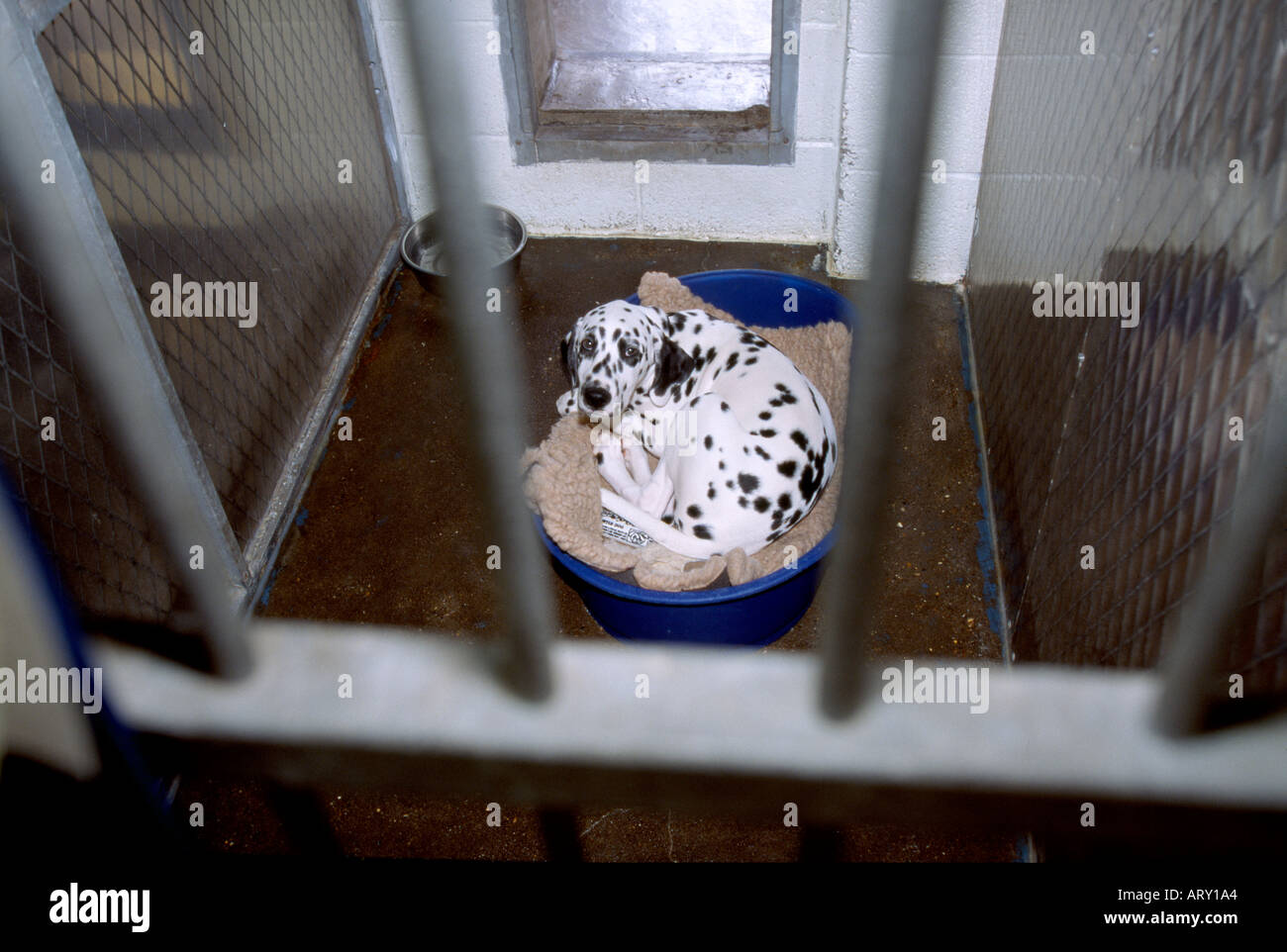 Kennel hi-res stock photography and images - Alamy